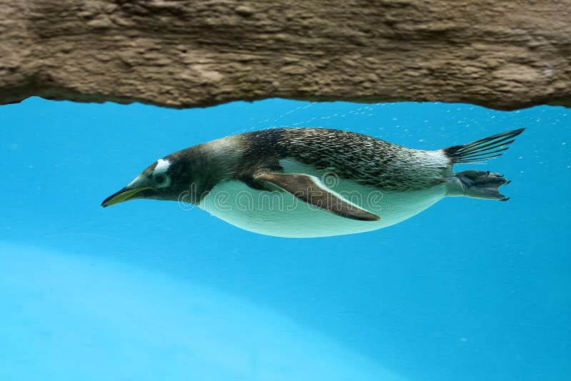 266 Emperor Penguin Swimming Stock Photos - Free & Royalty-Free Stock ...