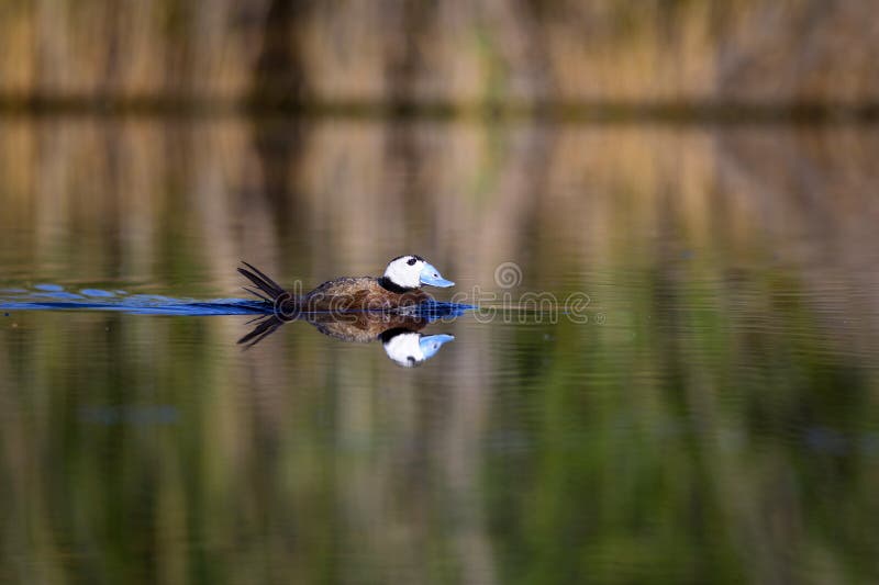 Swiming Duck. Nature Background. Duck: White Headed Duck. Oxyura ...