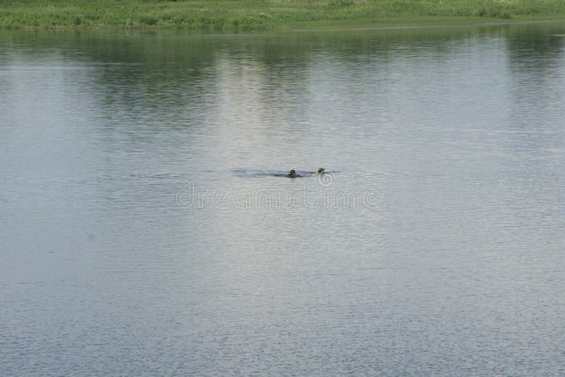Swimmers Far Away from Shore Editorial Image - Image of stones ...