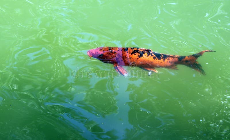 Swimmiing Goldfish stock photo. Image of fins, water - 101203654