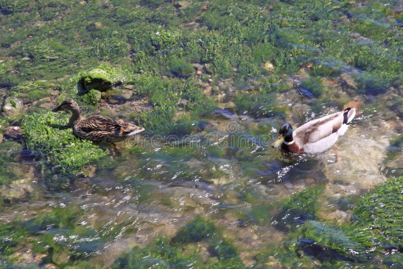 Swimming Against The Tide stock photo. Image of flowing - 14655342