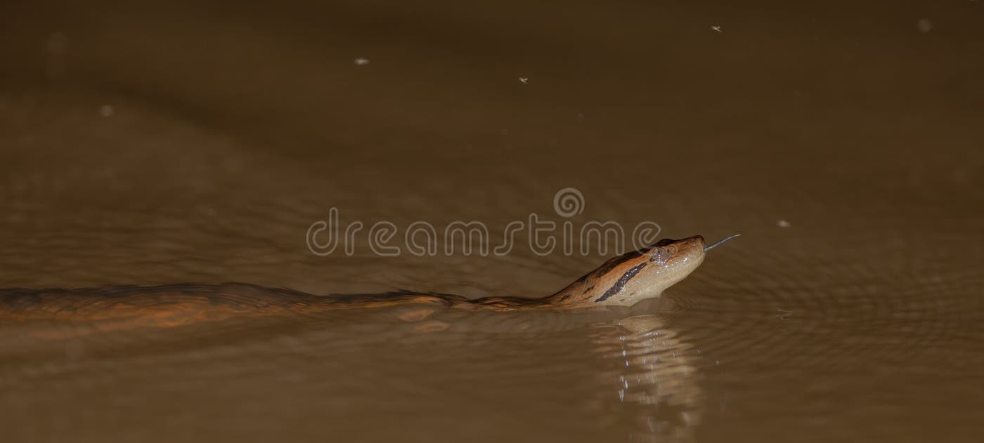 Green Anaconda Amazon River Stock Photos - Free & Royalty-Free Stock ...