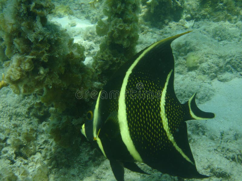 Swimming Angel, Caribbean, Puerto Rico Stock Image - Image of yellow ...