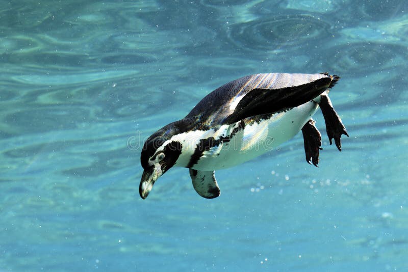 Arctic birds (Little auk) stock image. Image of warning - 16084927