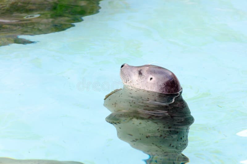Swimming Baby Seals in the Water Pool Stock Photo - Image of beach ...