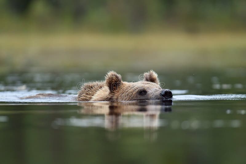 Brown Bear Swimming in the Pond at Summer Stock Photo - Image of male ...