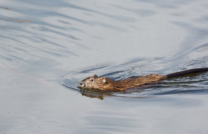 Beaver Floating In Water And Eating A Leaf Stock Photo - Image of ...