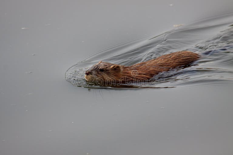 Beaver Dragging Tree Stock Photos - Free & Royalty-Free Stock Photos ...