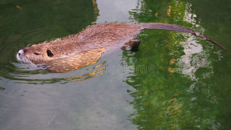 Beaver Floating On The River Stock Photo - Image of chisel, moving ...