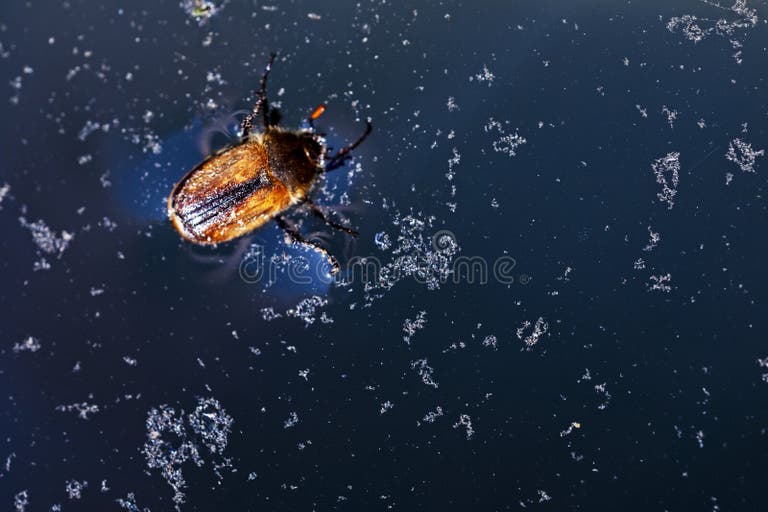 Swimming Beetle in the Pond in the Reflection of the Blue Sky, Stock ...