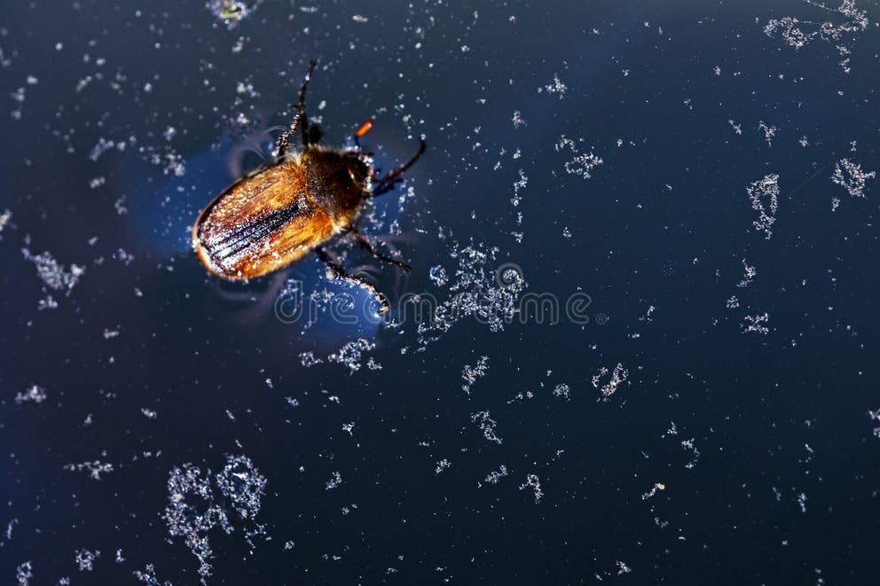 Swimming Beetle in the Pond in the Reflection of the Blue Sky, Stock ...