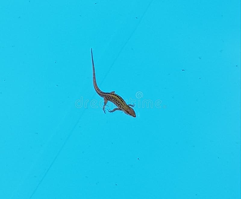 Gecko swimming underwater stock photo. Image of animals - 26089554