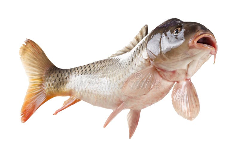 Swimming Carp Fish, Bottom View Isolated On White Background Stock ...