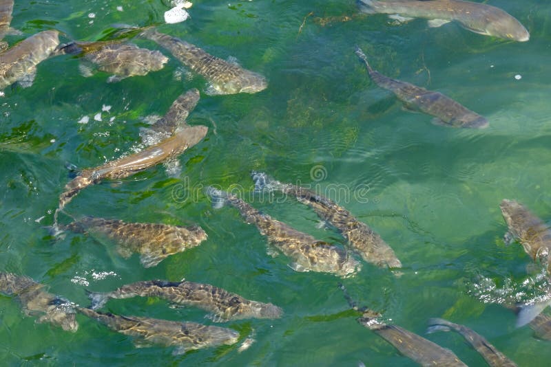 Swimming Carp Fish in Rheinfalls Stock Photo - Image of river, swim ...