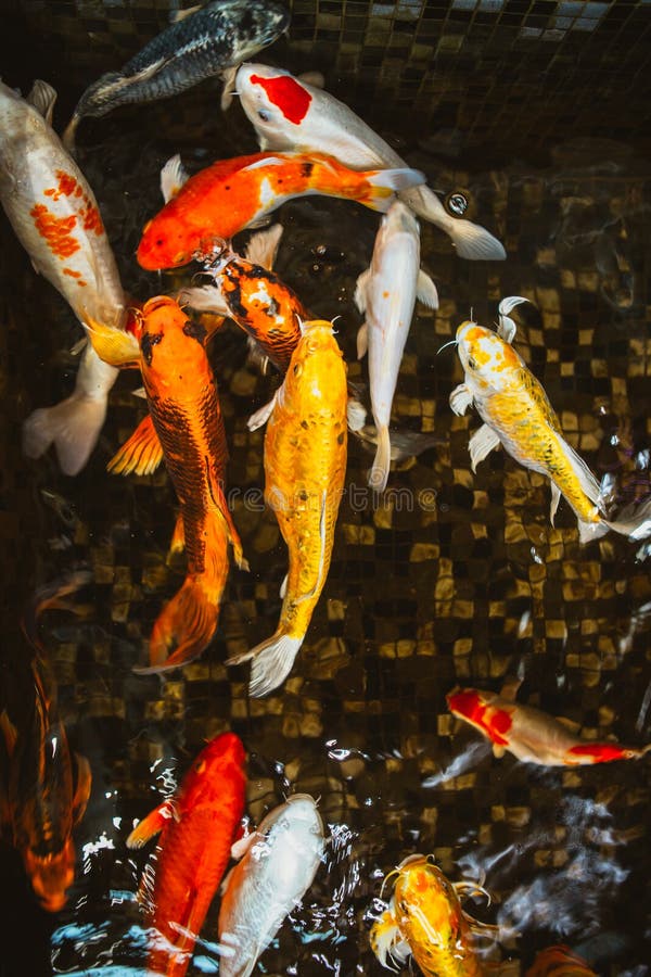 Fish Pool in City Park during Flower Blossom Season Stock Photo - Image ...