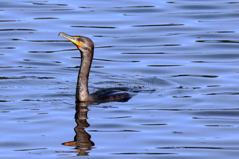 Swimming Cormorant stock image. Image of beak, cormorants - 91829531