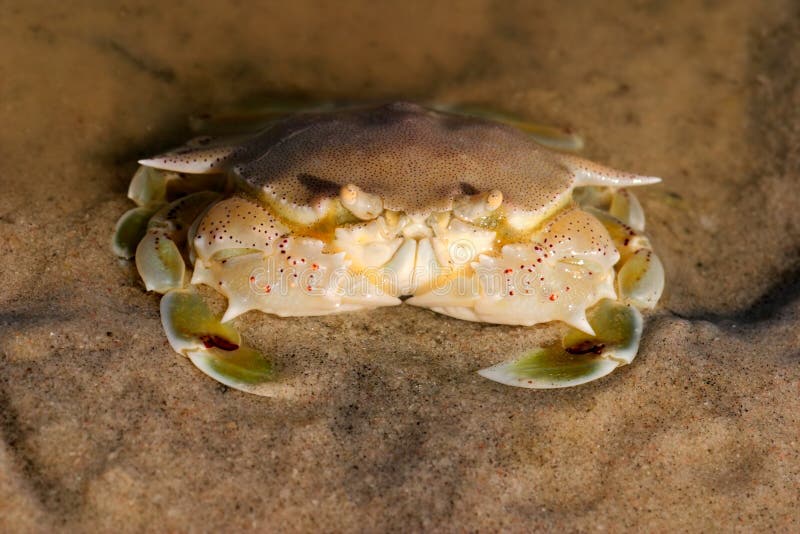 Swimming crab stock photo. Image of ovalipes, ocean, natural - 26193636