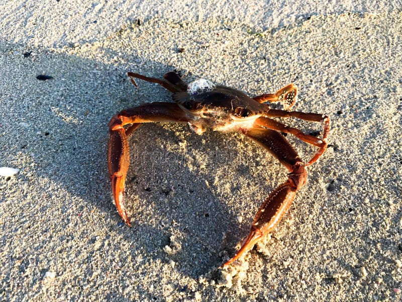 Swimming crab on the beach stock photo. Image of crustacean - 141070776