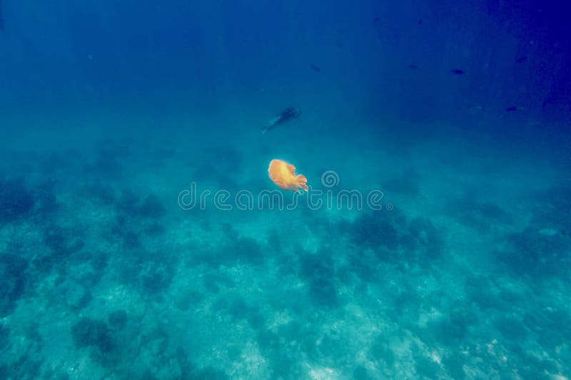 Orange Fish Swimming in Ocean Stock Image - Image of coast, outdoors ...