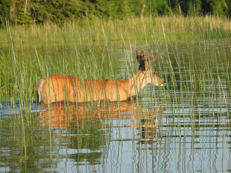 Swimming Deer stock photo. Image of canoeing, wildlife - 6241026