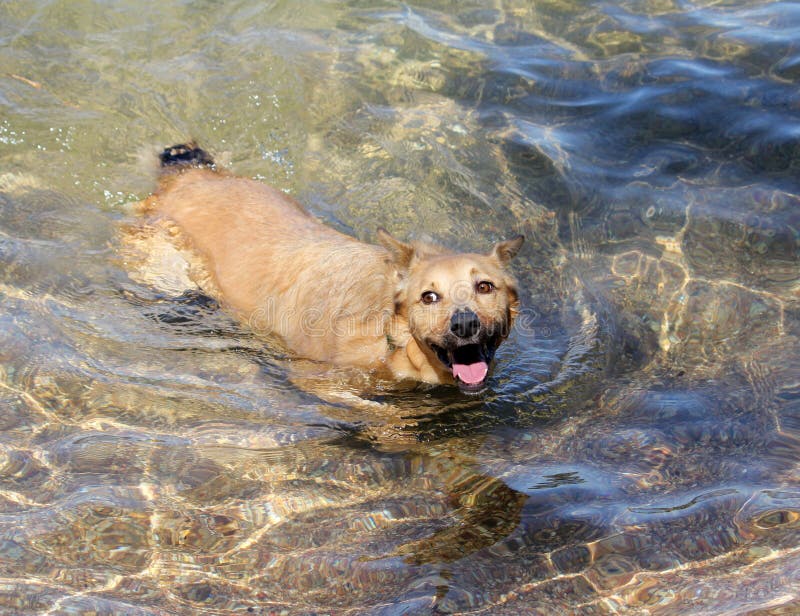 Swimming dog stock image. Image of swim, puppy, shallow - 22623551