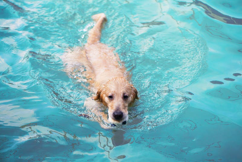 Swimming Dog Stock Photos - Image: 26086383
