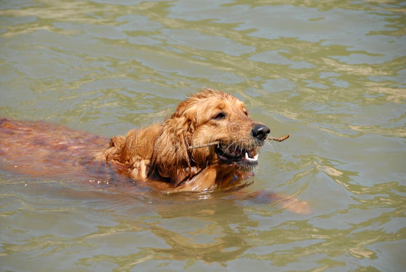 Swimming dog stock photo. Image of enjoyment, refreshment - 28324562