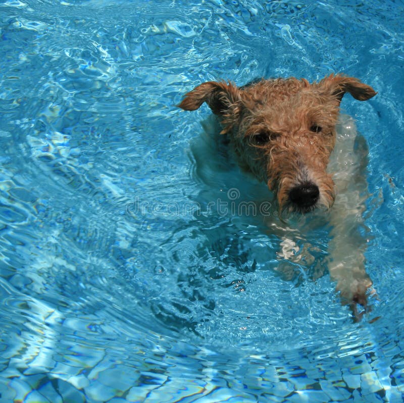 Dog Diving Underwater in Swimming Pool. Stock Image - Image of activity ...