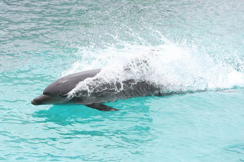 Swimming Dolphin stock photo. Image of animal, aquatic - 7433034
