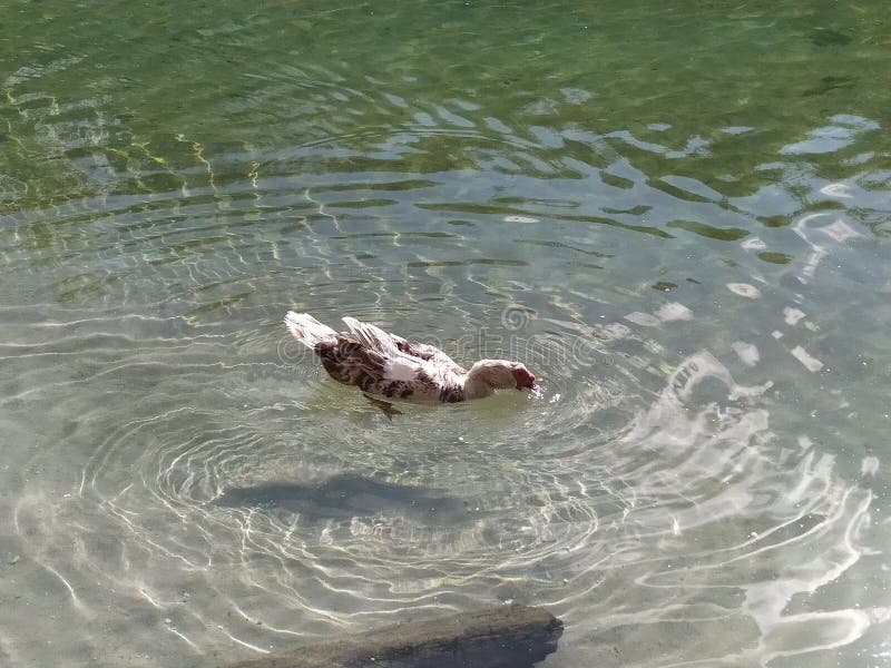 A Swimming Duck in a River in Spring Time Stock Photo - Image of swim ...