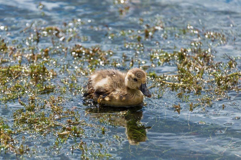 Swimming Duckling stock photo. Image of animal, girl - 76253396