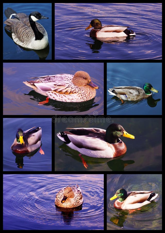 Ducks Collage Stock Photos - Free & Royalty-Free Stock Photos from ...
