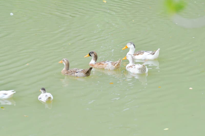 Ducks Tan duck closeup stock image. Image of closeup - 43186517
