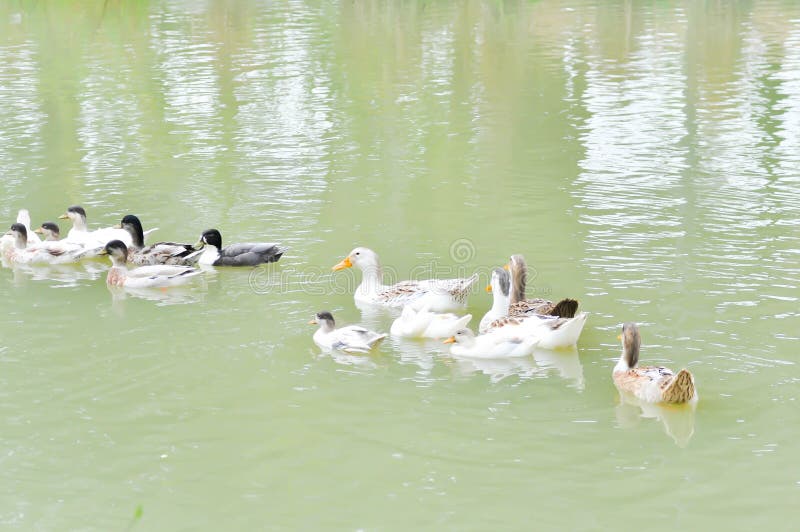 Ducks Tan duck closeup stock image. Image of closeup - 43186517
