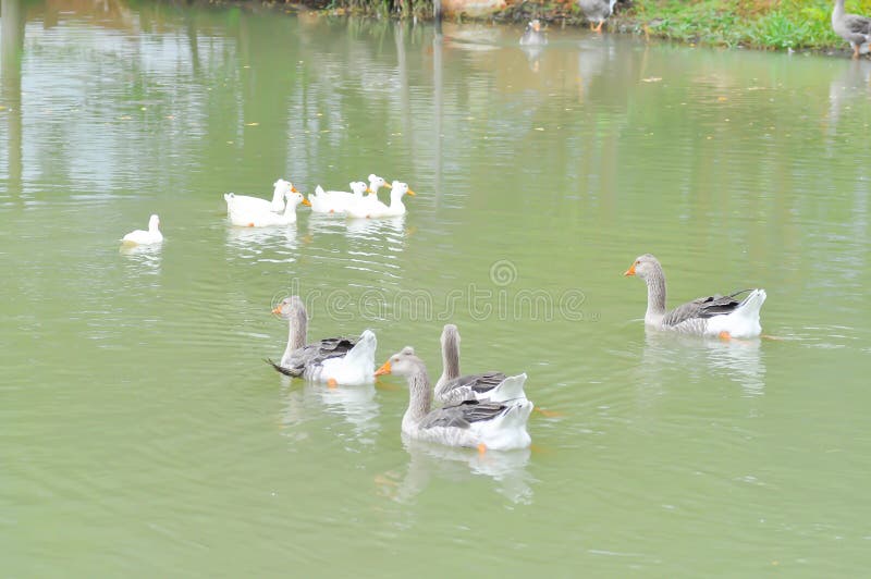 Ducks Tan duck closeup stock image. Image of closeup - 43186517