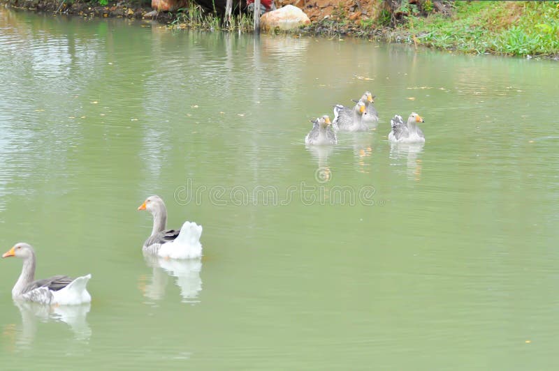 Ducks Tan duck closeup stock image. Image of closeup - 43186517