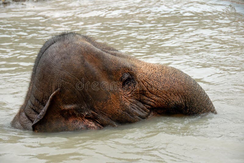 Swimming elephant stock photo. Image of skin, young, swim - 9010666