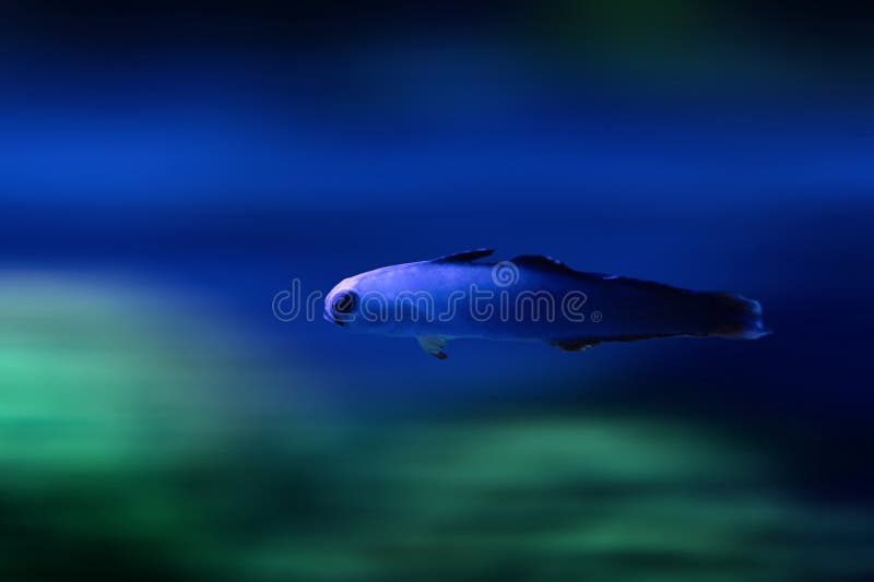 Swimming Firefish. Blue Nature Background. Stock Photo - Image of color ...