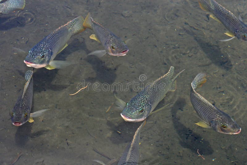Swimming Fish stock photo. Image of fishes, fish, tank - 20259852