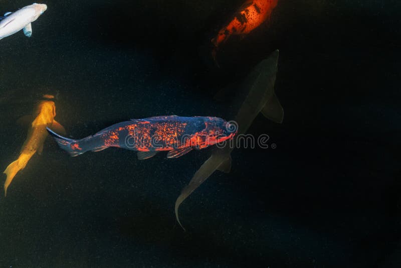 Swimming Fish in Dark Water. Koi Carp Fish with Black Background Stock ...
