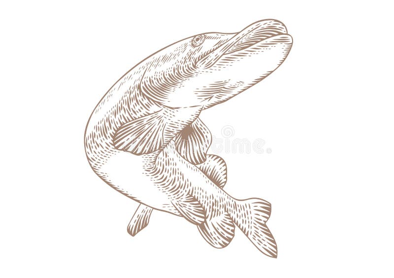 Diving Pike Stock Illustrations – 124 Diving Pike Stock Illustrations ...
