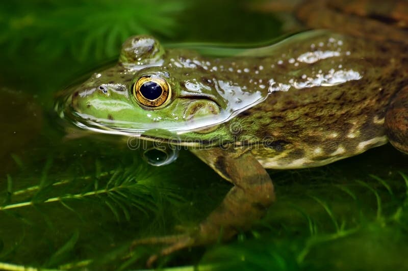 Swimming frog stock photo. Image of rica, nature, reflection - 3676176