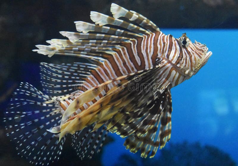 Swimming and Gliding Zebrafish Heading Toward Blue Waters Stock Photo ...