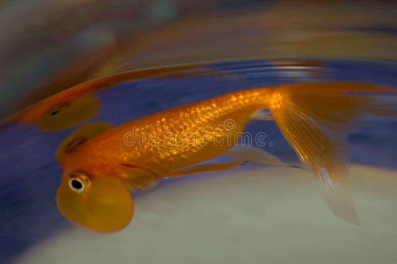 Swimming Goldfish stock photo. Image of shiny, swish, scales - 123920