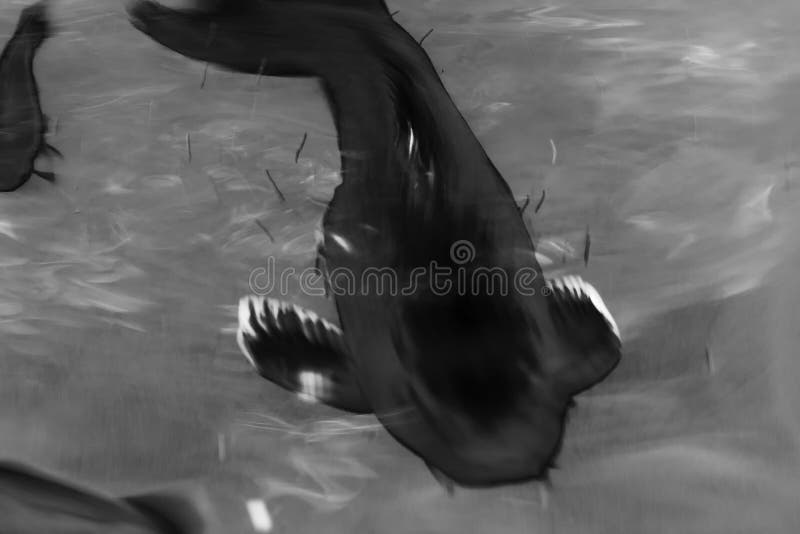 Goldfish Shadow Underwater Stock Photos - Free & Royalty-Free Stock ...