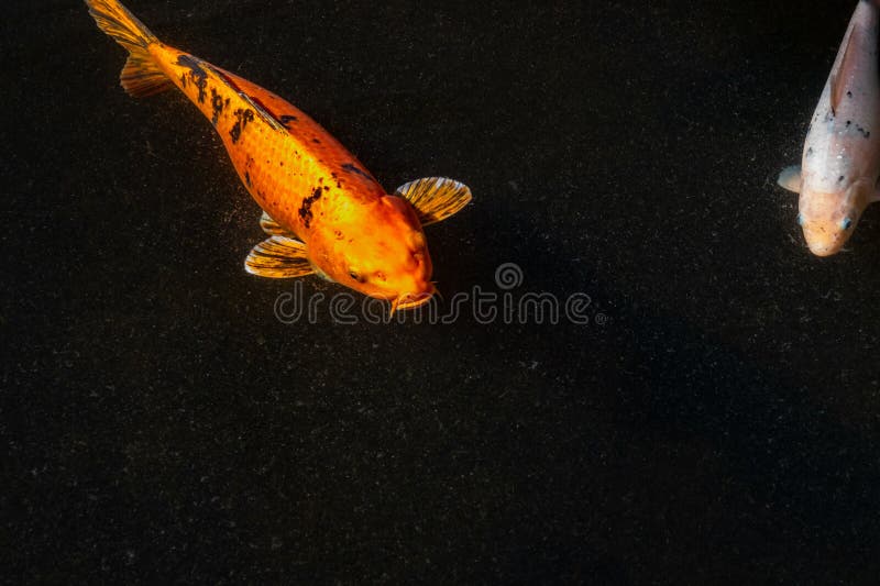A Swimming Goldfish in Dark Water. Koi Carp Fish Stock Photo - Image of ...
