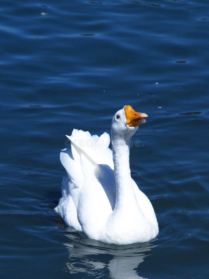 Proud Goose stock image. Image of white, animal, feathers - 4685535