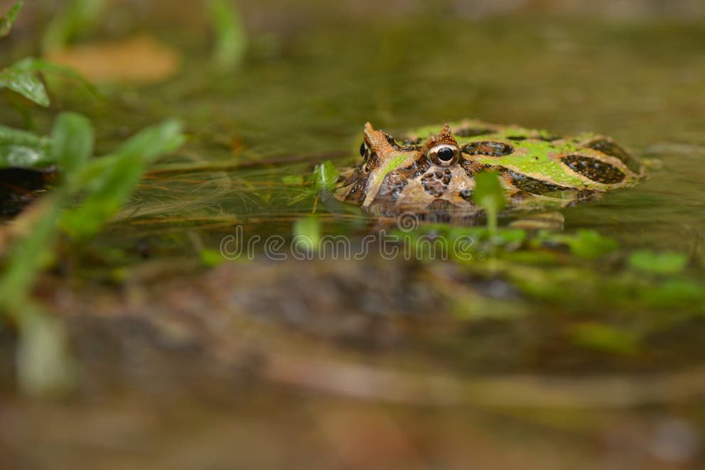 Swimming Green Pacman in Water Stock Image - Image of pacman, water ...