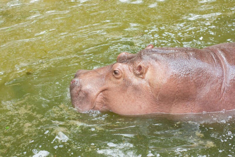 Hipo stock image. Image of forest, wild, animal, living - 35017789