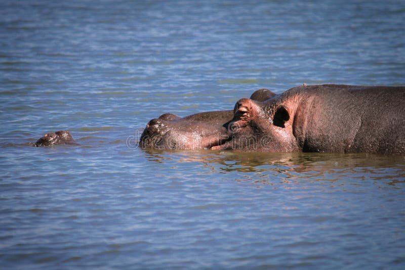 Hyppo, South Africa stock image. Image of asia, hippo - 65159291